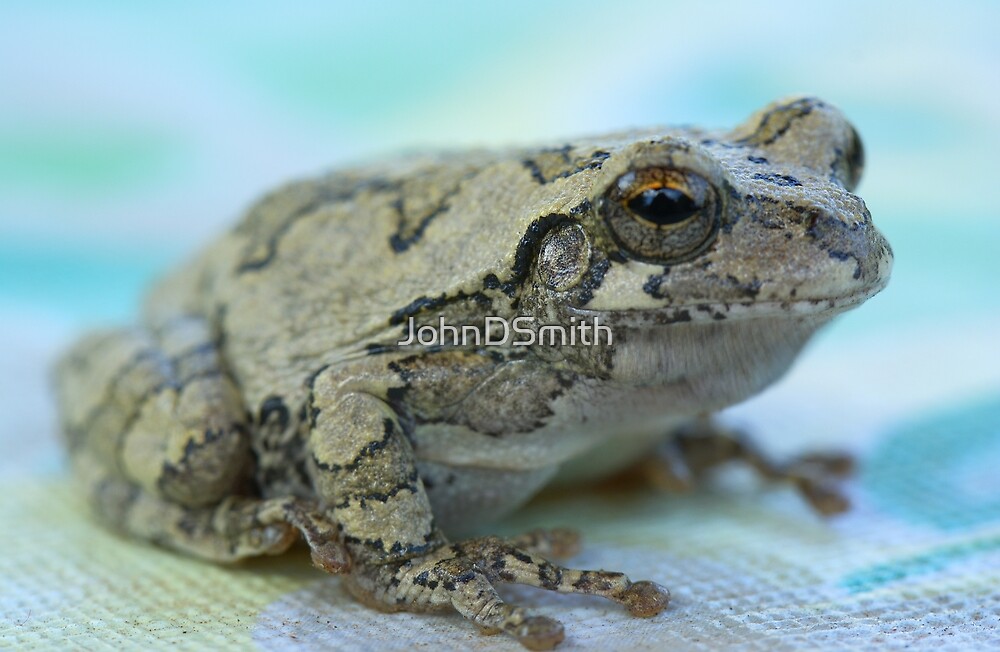 "Gray tree frog" by JohnDSmith | Redbubble