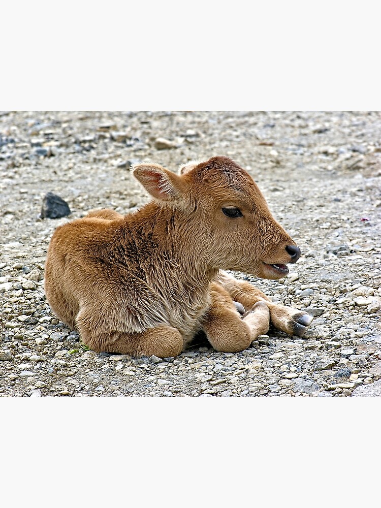 "Himalayan Calf Cute Baby Cow Cattle Portrait" Poster by worldways ...