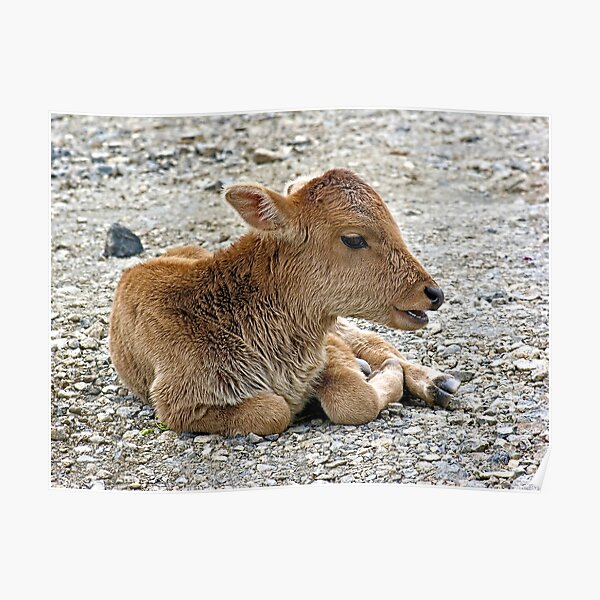 "Himalayan Calf Cute Baby Cow Cattle Portrait" Poster by worldways ...
