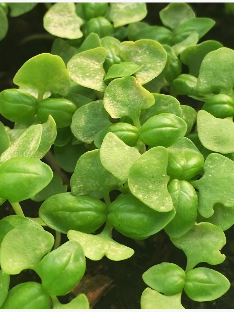 "Basil" Sticker for Sale by Luccianos | Redbubble