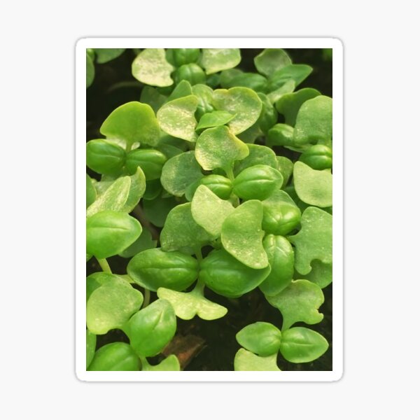 "Basil" Sticker for Sale by Luccianos | Redbubble