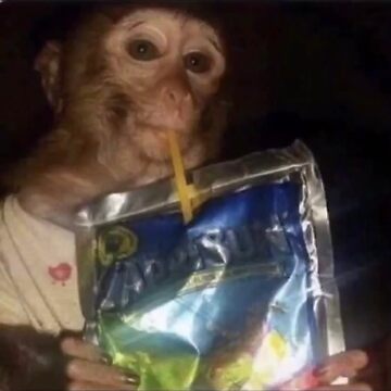 "Monkey drinking capri sun" Sticker for Sale by briannatyler | Redbubble
