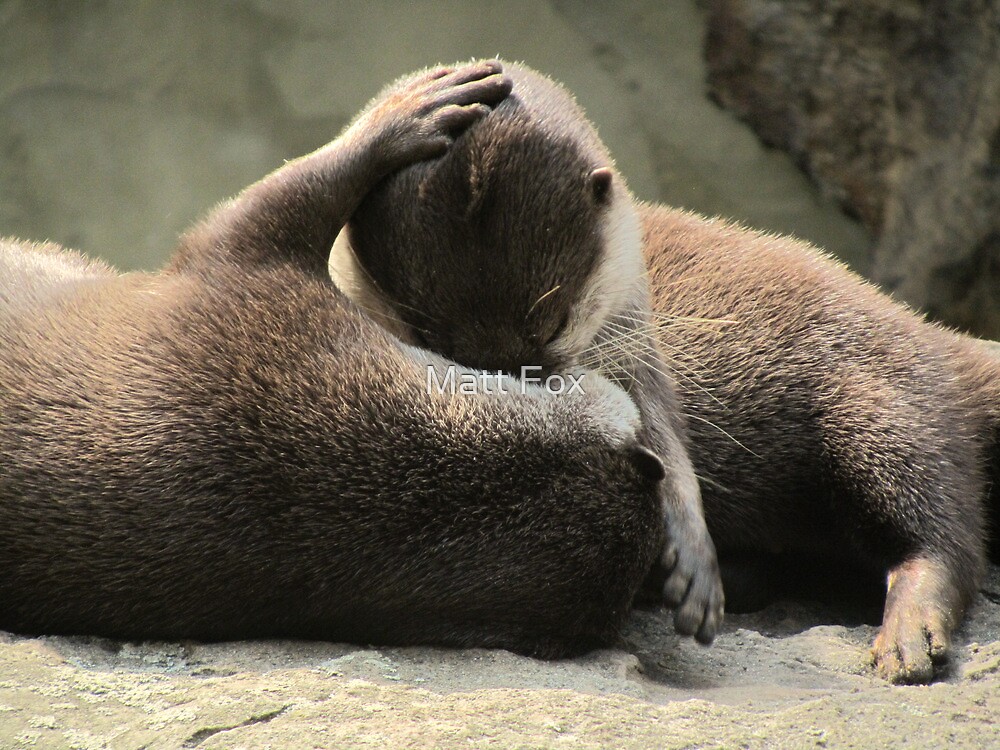 "Otters cuddling" by Matt Fox | Redbubble