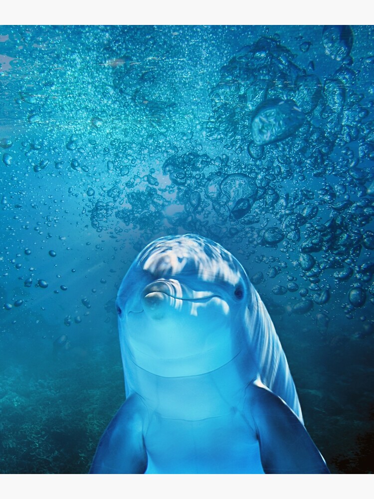 "Cute Dolphin Smiling Blue Turquoise Water Bubbles Art Of Zoo Sea ...