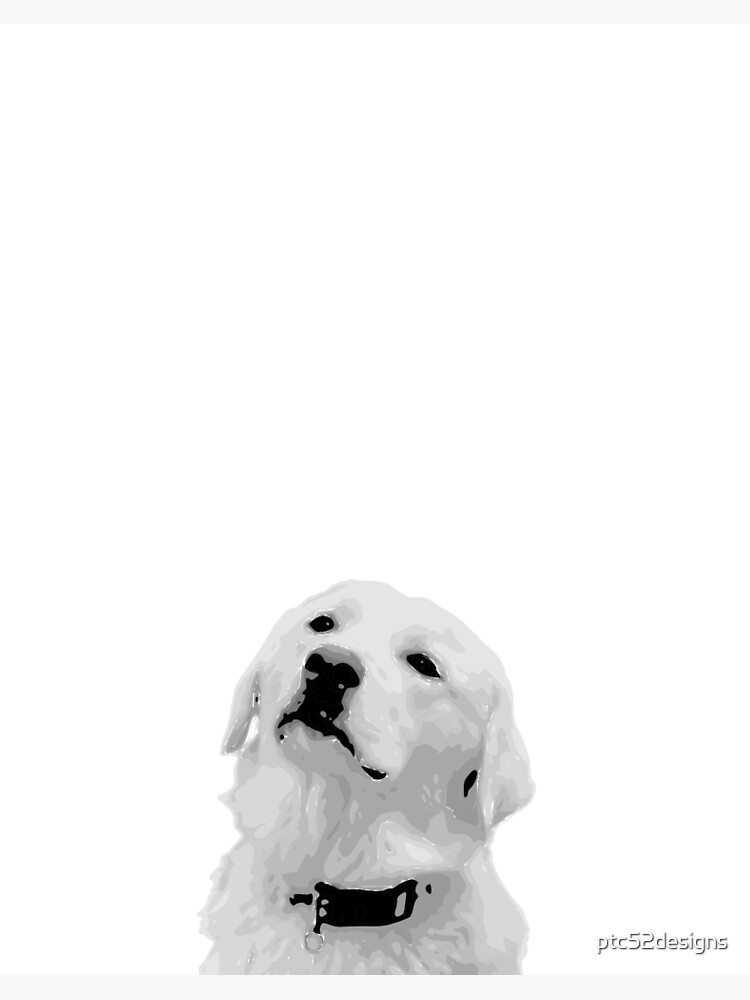 Cuanto Cuesta Un Cachorro Akbash