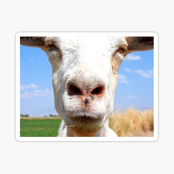 "happy goat face, alien goat nose " Sticker for Sale by 3bubblez ...