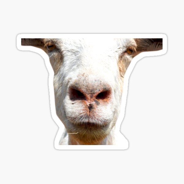 "Funny goat face" Sticker by 3bubblez | Redbubble
