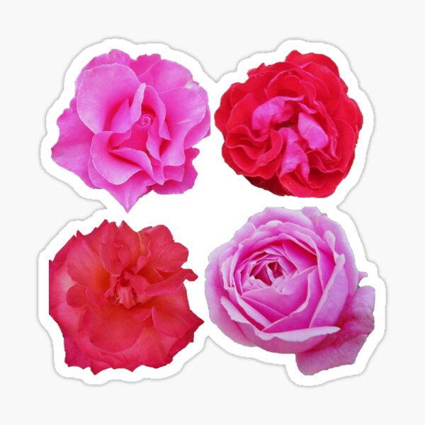 "Roses" Sticker for Sale by voicivoila | Redbubble
