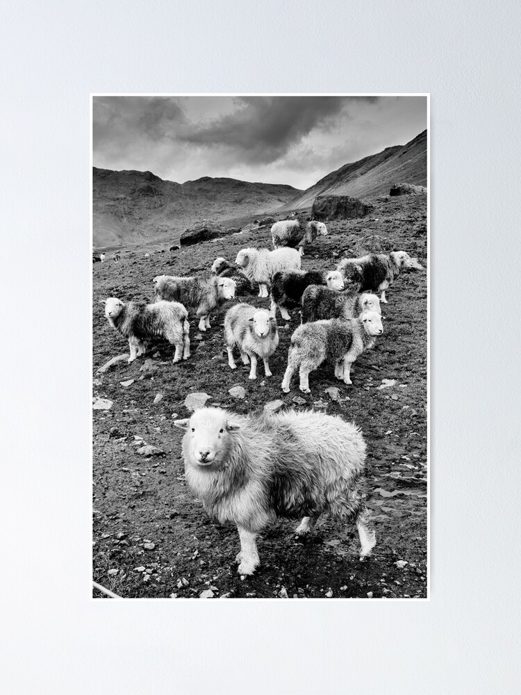 "Sheep" Poster for Sale by MarkHooperPhoto | Redbubble