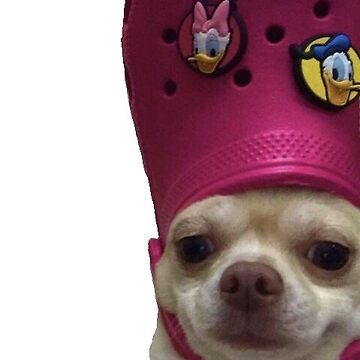 "Chihuahua with a croc on its head" Sticker for Sale by kaylaellis10 ...