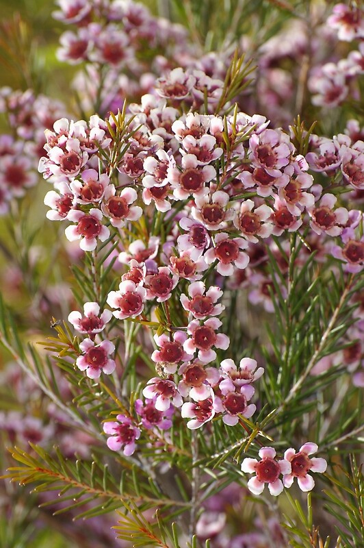 "Large Waxflower(Chamelaucium megalopetalum)" by Melva Vivian | Redbubble