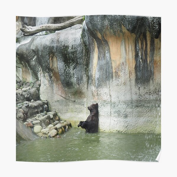 "Bear Scratching its back in Taiwan Zoo" Poster by kosethk | Redbubble