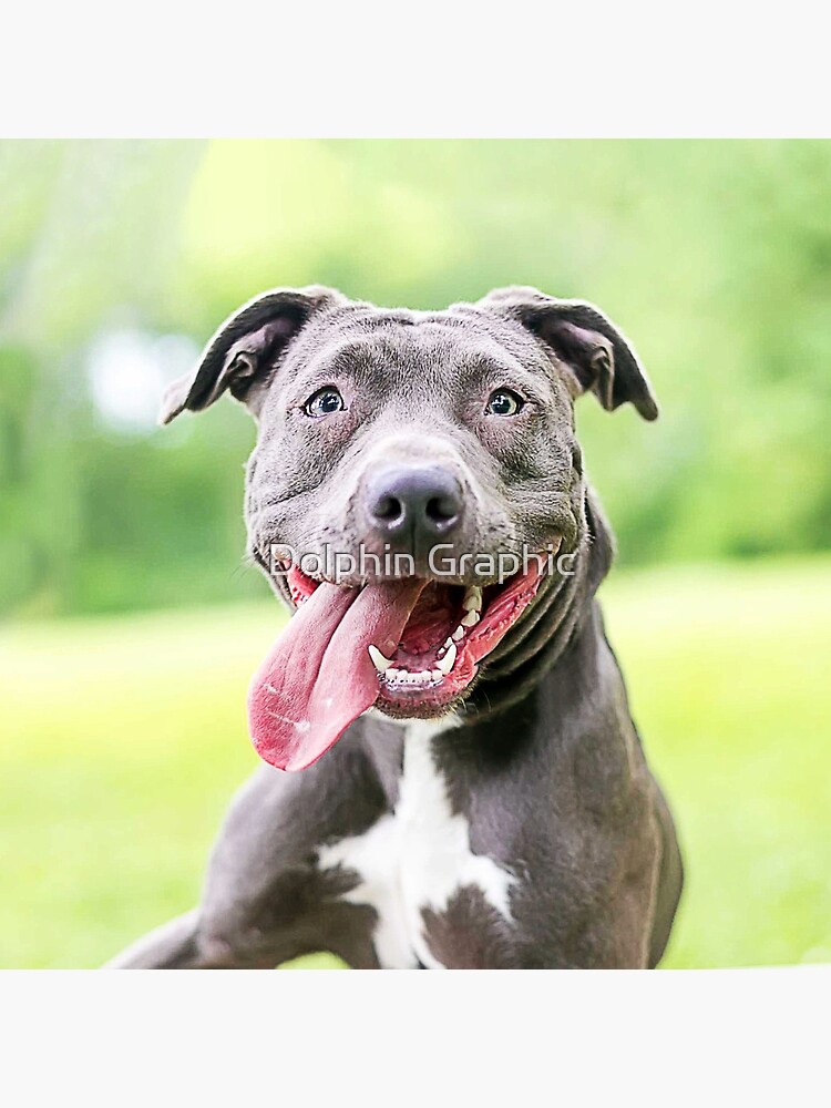 American Pitbull Terrier Teeth