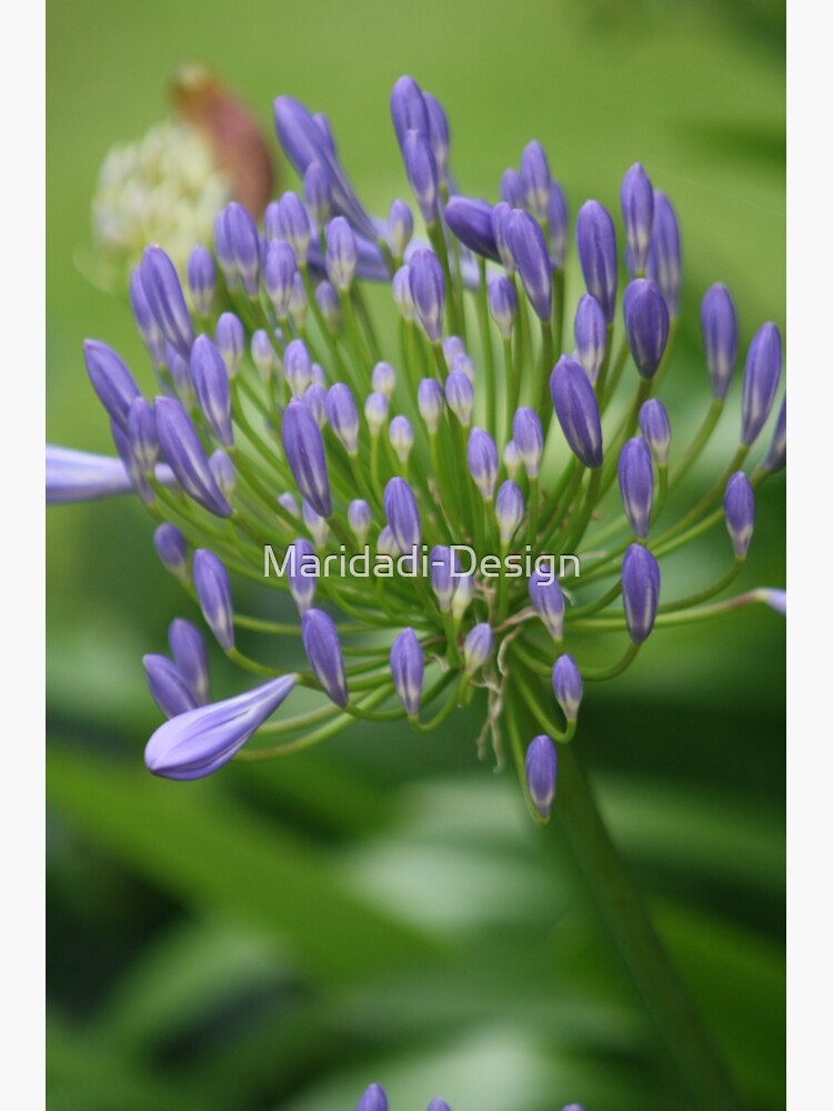 "African Lily" Sticker by Maridadi-Design | Redbubble