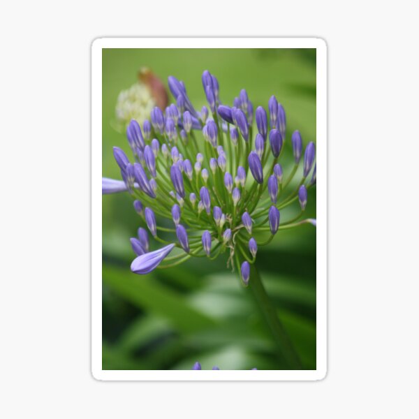 "African Lily" Sticker by Maridadi-Design | Redbubble