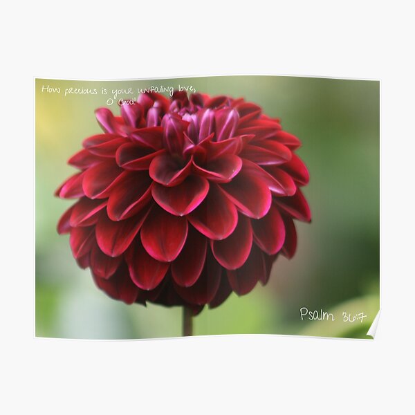 "Dahlia with Bible Verse" Poster by Maridadi-Design | Redbubble