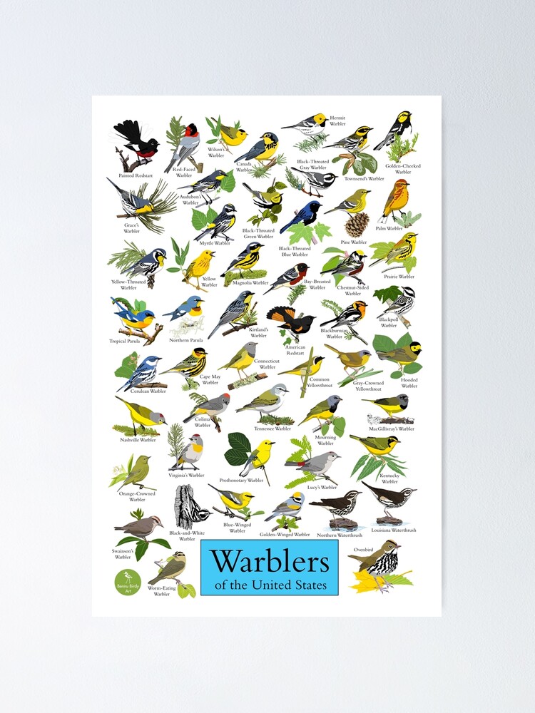 "Warblers of the United States" Poster for Sale by BennuBirdy | Redbubble