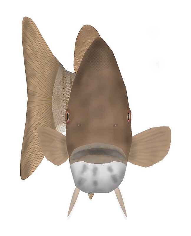 "Smallmouth Bass - Fish Head" by fishfolkart | Redbubble