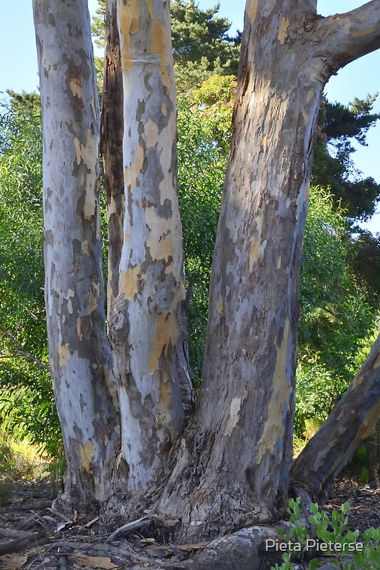"Eucalyptus ~ Blue Gum Tree ~ Bloekomboom" by Pieta Pieterse | Redbubble