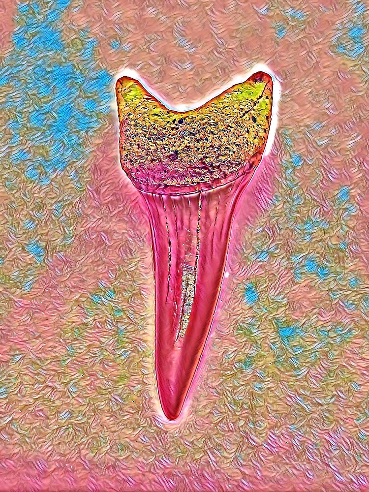 "Haie Mako Hai Zähne Fossilien Art" Poster von PaleoArtistry | Redbubble