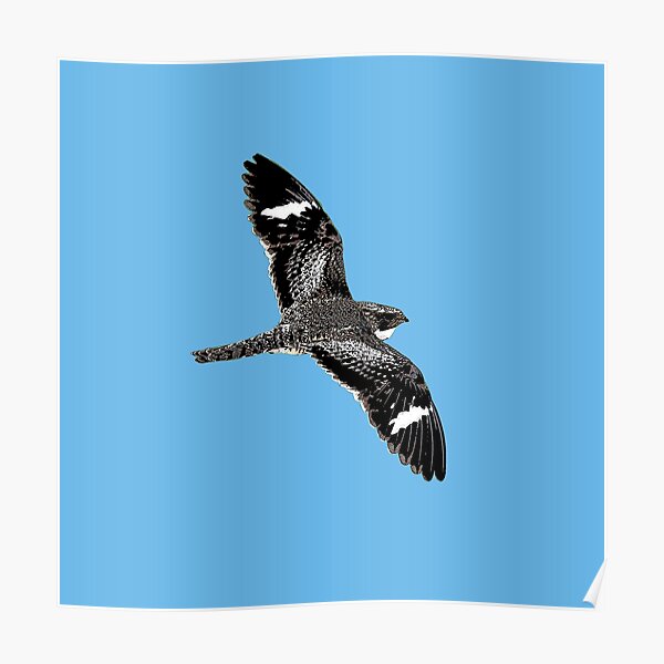 "Common Nighthawk Color Print " Poster for Sale by designsasstultd ...