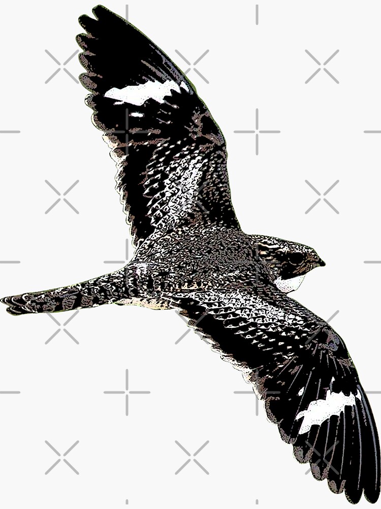 "Common Nighthawk Color Print " Sticker by designsasstultd | Redbubble