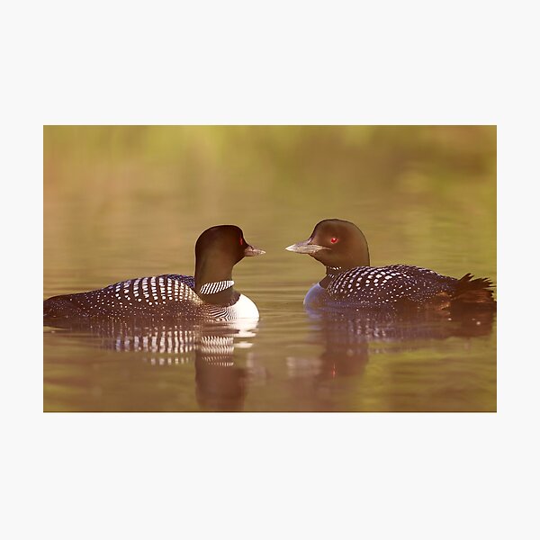 Common Loon Gifts & Merchandise | Redbubble