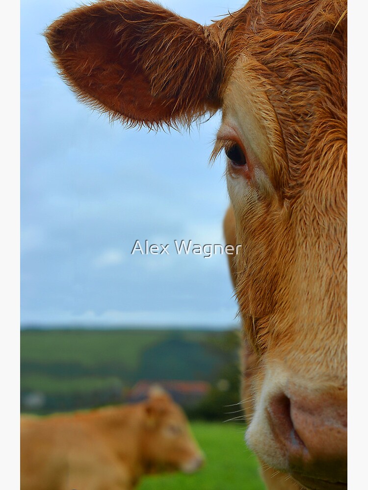 "Half Cow Face" Canvas Print by AlexanderWagner | Redbubble