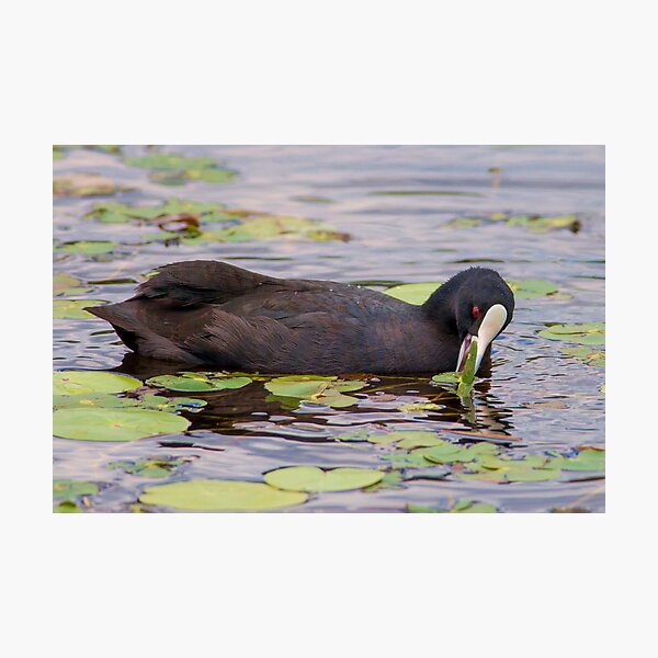 Coote Gifts & Merchandise | Redbubble