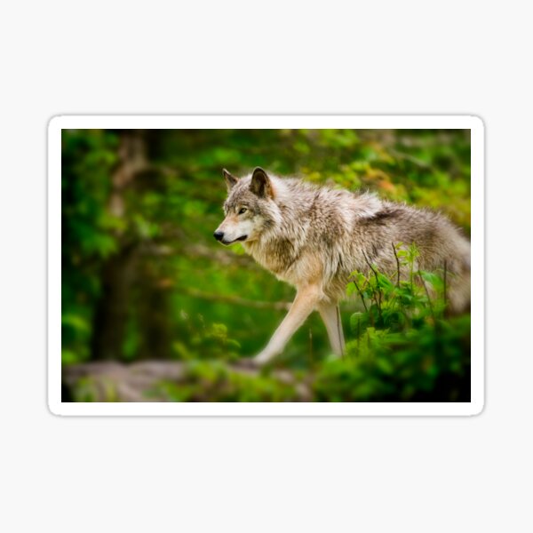 "Timber Wolf" Sticker for Sale by WolvesOnly | Redbubble