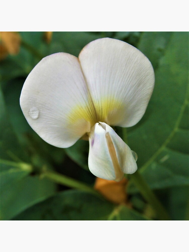 "White bean stalk flower " Sticker for Sale by seaexplorer5O | Redbubble
