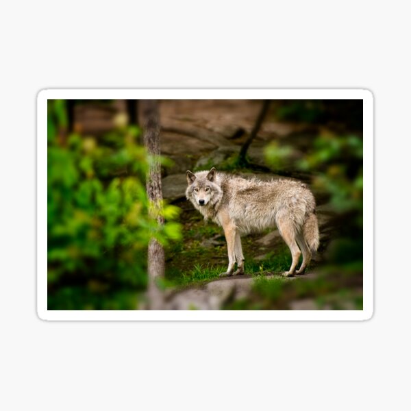 "Timber Wolf" Sticker by WolvesOnly | Redbubble