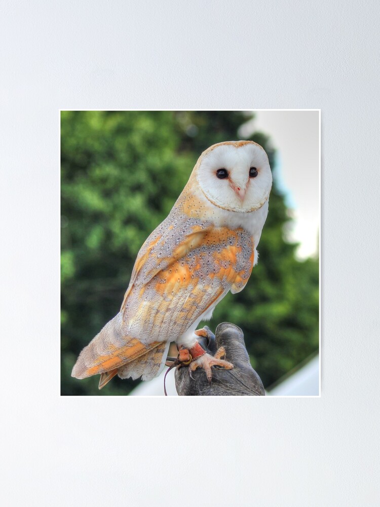 "Taking a look back at me" Poster for Sale by ViczS | Redbubble