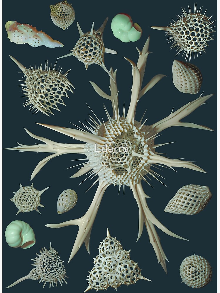 "Radiolaria & Foraminifera" Poster by Ldarro | Redbubble