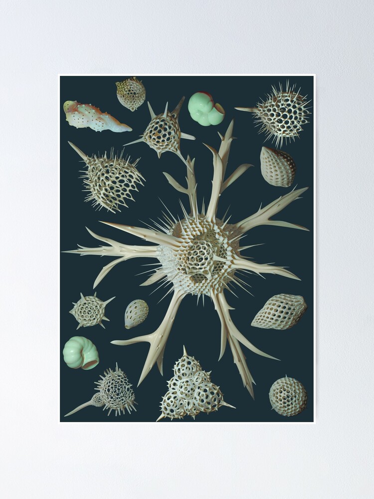 "Radiolaria & Foraminifera" Poster for Sale by Ldarro | Redbubble