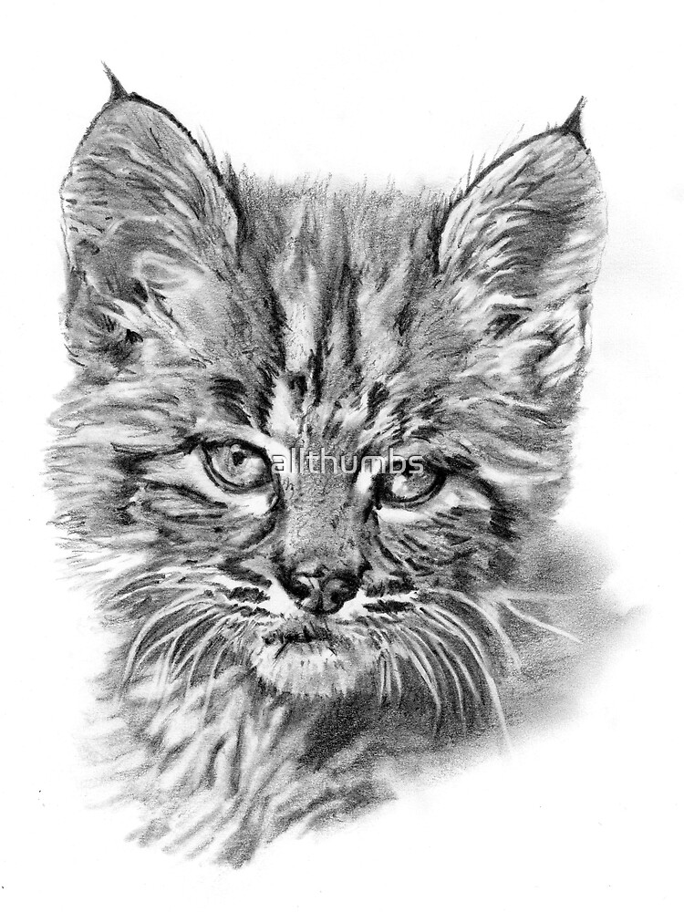 "BOBCAT KITTEN - Big Cat Cubs" Poster for Sale by allthumbs | Redbubble