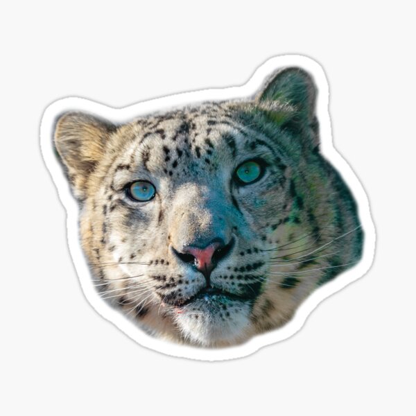 "Face of a Snow Leopard" Sticker by Dalyn | Redbubble