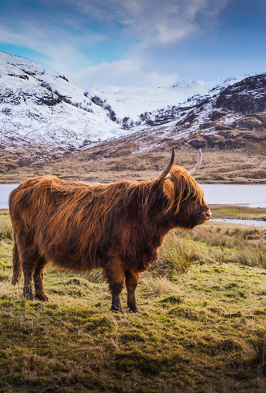 "Highland Portrait" by Don Lumsden | Redbubble