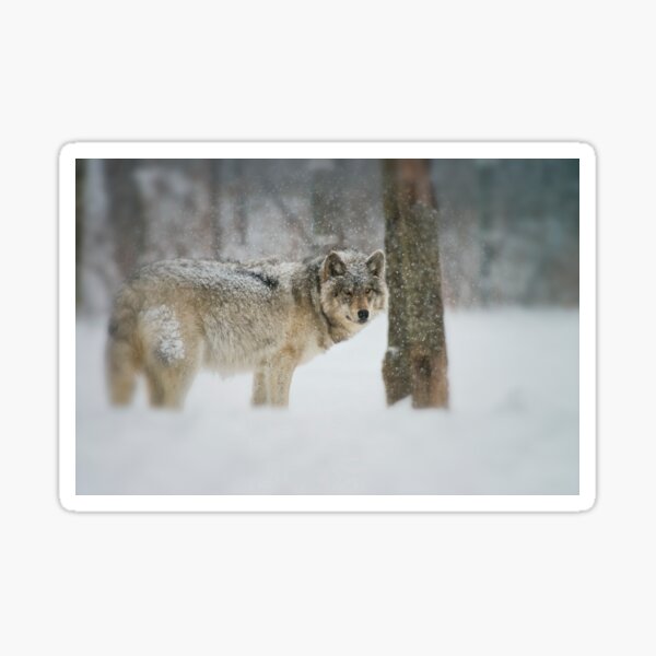 "Timber Wolf" Sticker for Sale by WolvesOnly | Redbubble