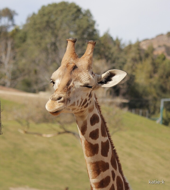 "Giraffe winking eye" by katie-k | Redbubble