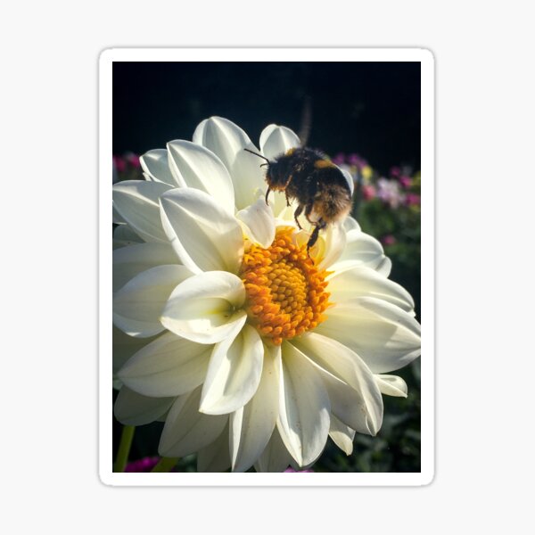 Pegatina «Abeja aterrizando en una Dalia Blanca Flores Disco Amarillo ...
