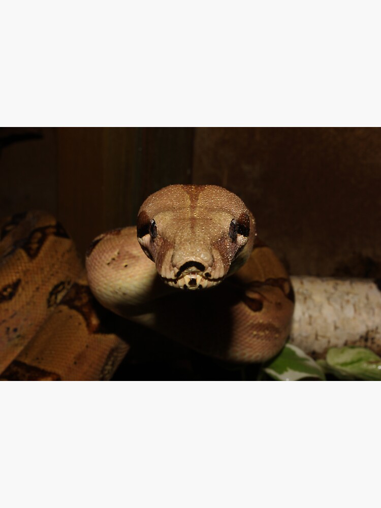 "Boa Constrictor" Sticker for Sale by SignsScripted | Redbubble