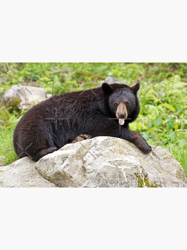 "Blowing Raspberries - Black Bear" Sticker for Sale by darby8 | Redbubble