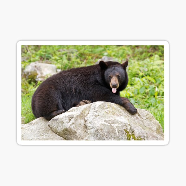 "Blowing Raspberries - Black Bear" Sticker for Sale by darby8 | Redbubble