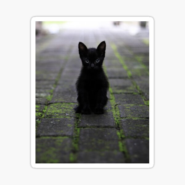 "Black Kitty Sitting" Sticker by BunnyPrinceDegn | Redbubble