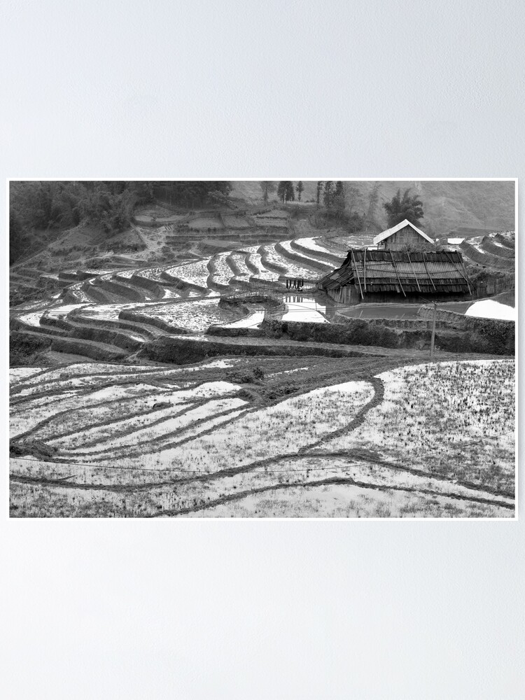 "Sapa, Rice Terraces and House, Vietnam" Poster for Sale by ...