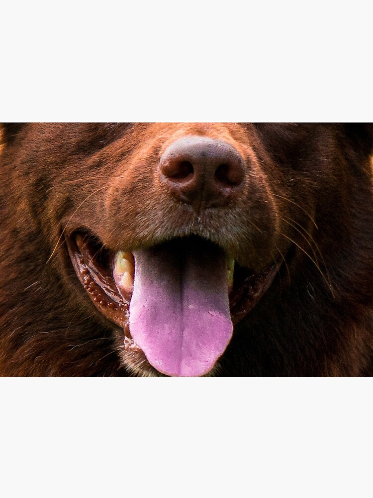 "Chocolate Labrador Mask" Mask for Sale by Spannor | Redbubble