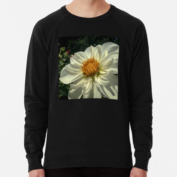 "Glänzend weiße Kragen Dahlie Alpen Cherub Blume mit Orange Disc Floret ...