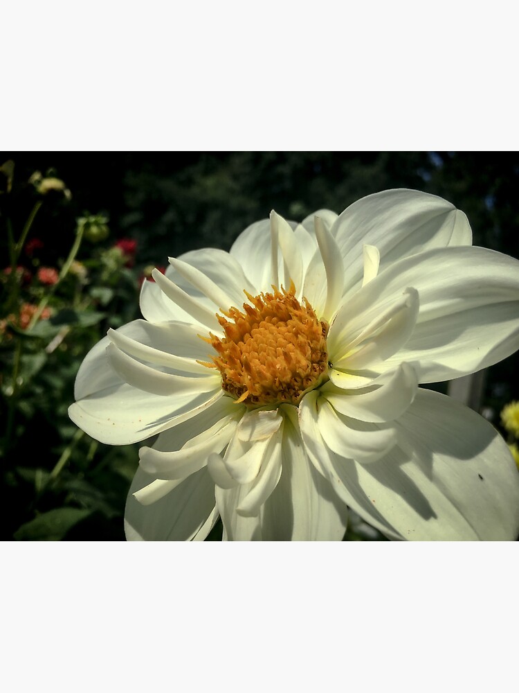 "Shiny White Collarette Dahlia Alpen Cherub Flower with Orange Disc ...