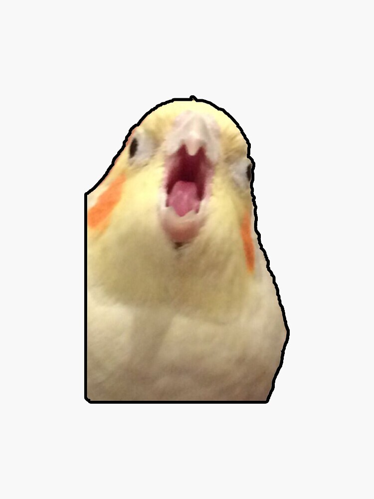 "Bird meme" Sticker by stickerstori | Redbubble